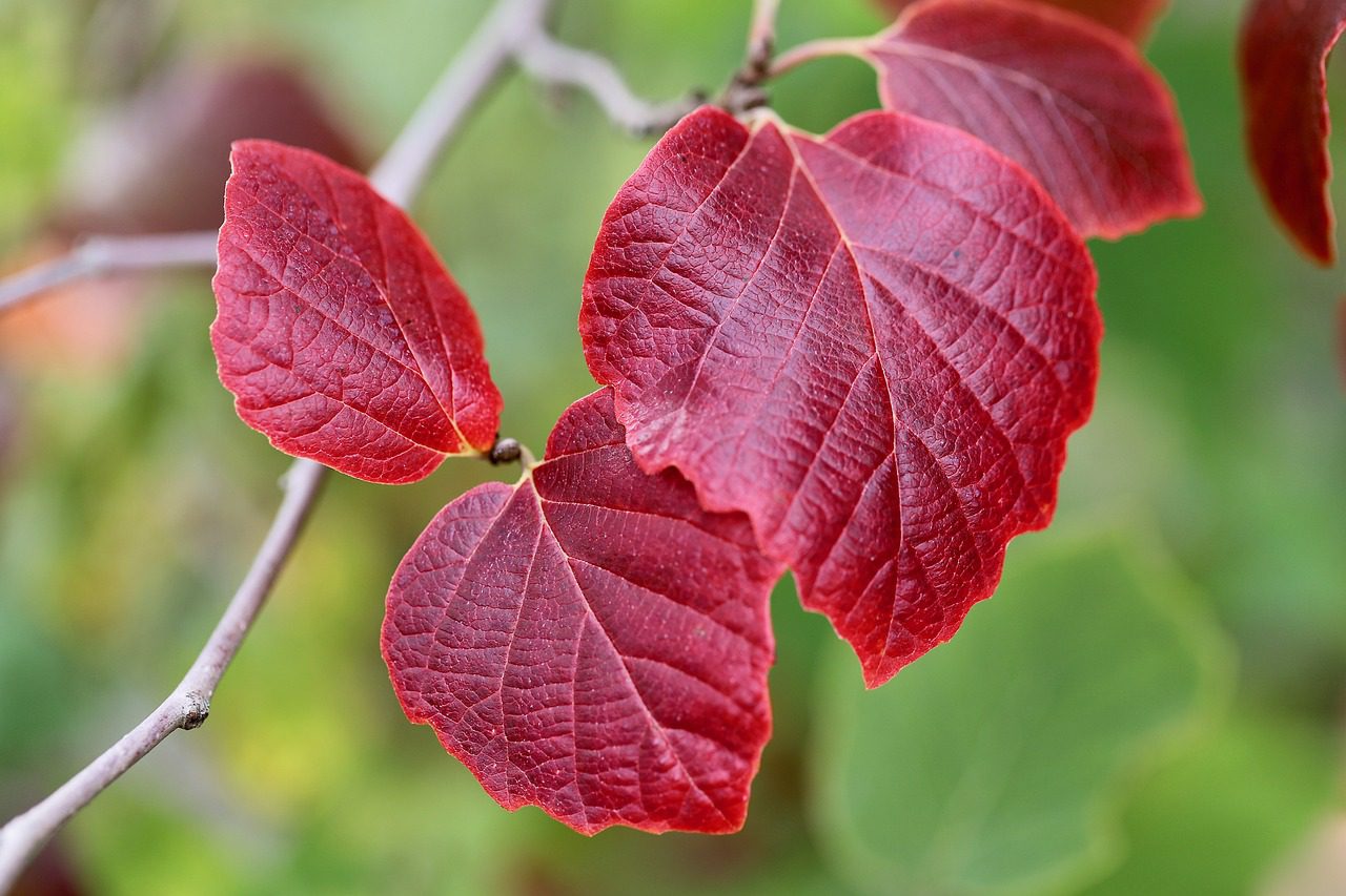 Qué árbol tiene hojas rojas y cómo se llama