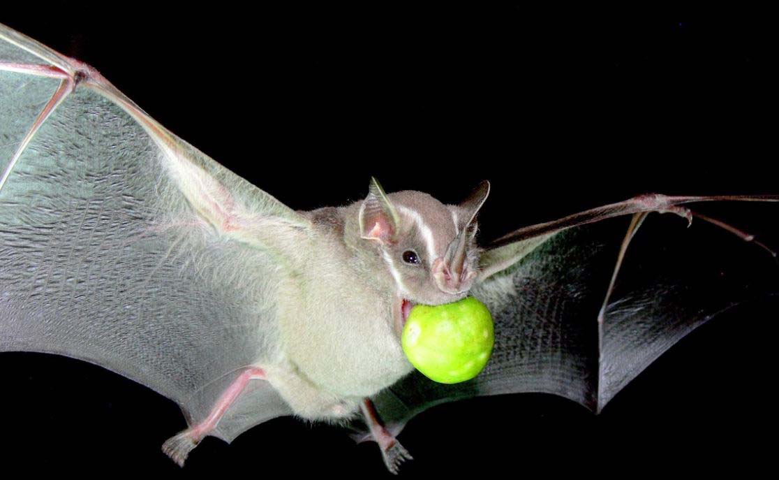Por qué los murciélagos se sienten atraídos por la luz